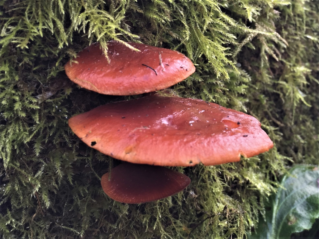 Velvet Shank - Wild Food UK