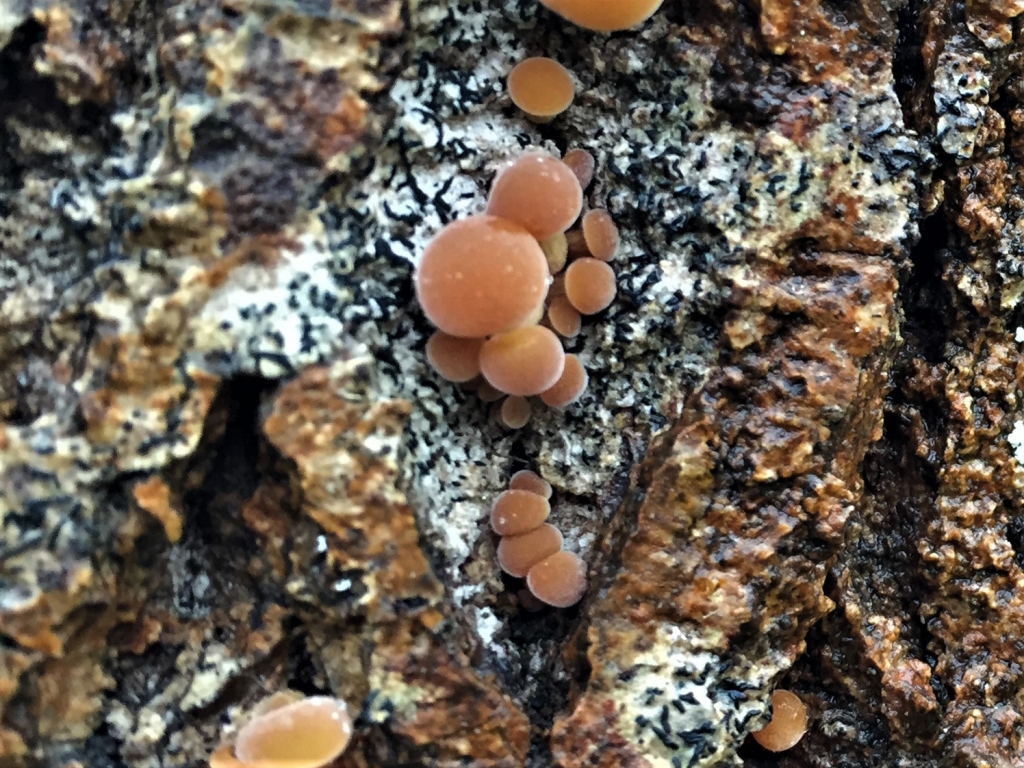 Velvet Shank - Wild Food UK