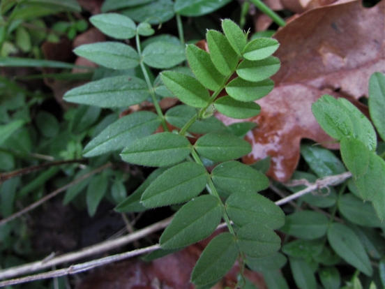 Vetch - Wild Food UK