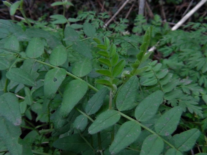 Vetch - Wild Food UK