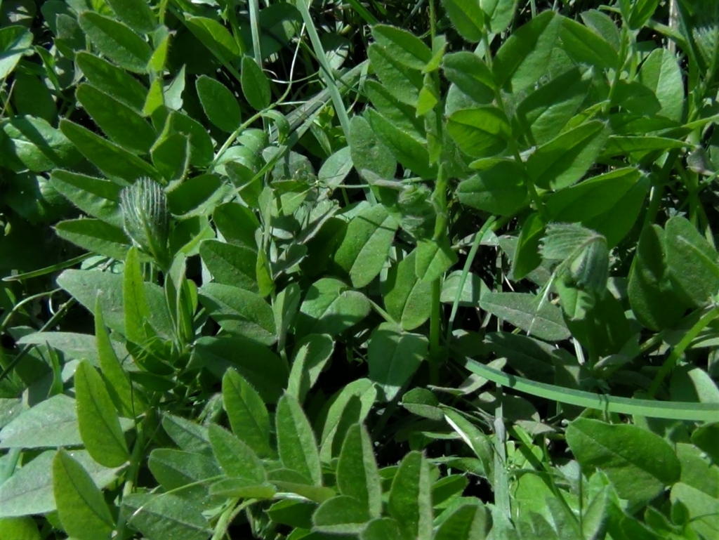 Vetch - Wild Food UK