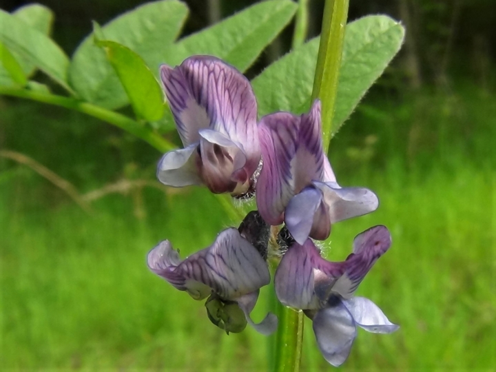 Vetch - Wild Food UK