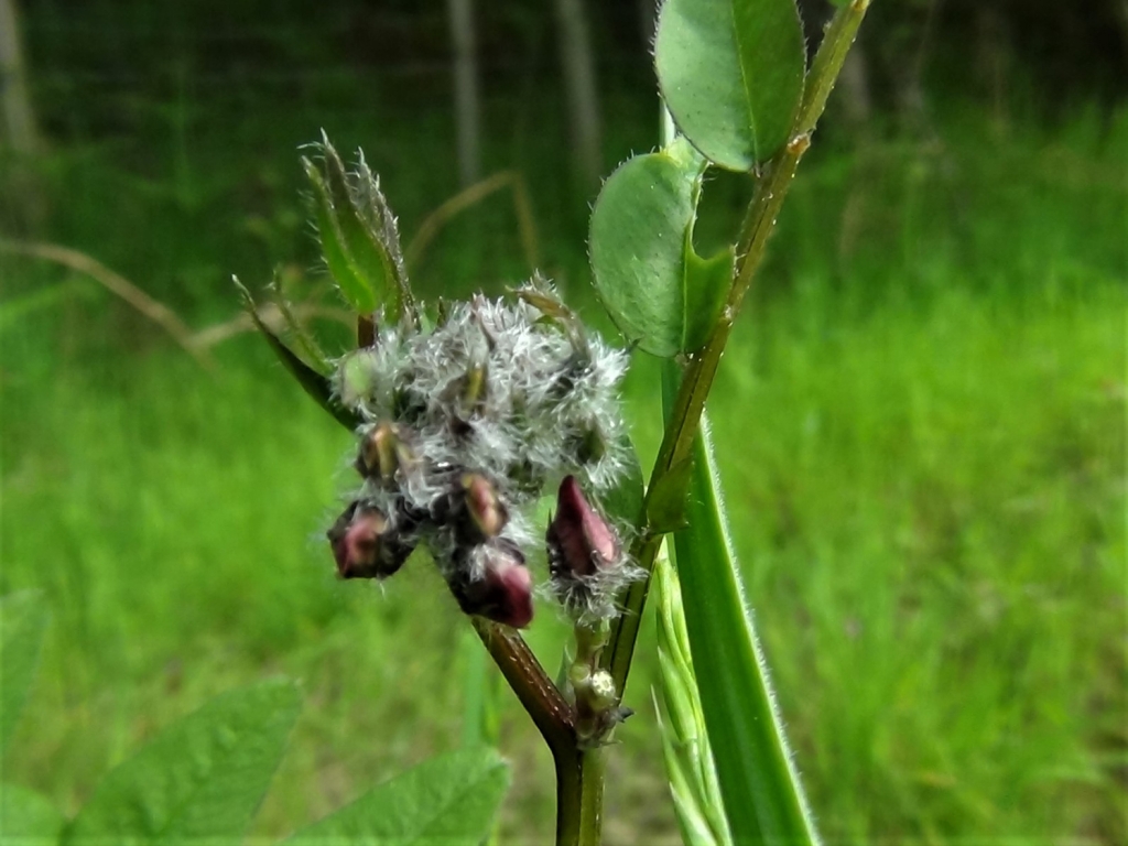 Vetch, Common Vetch, Poor Mans Peas, Vicia sativa
