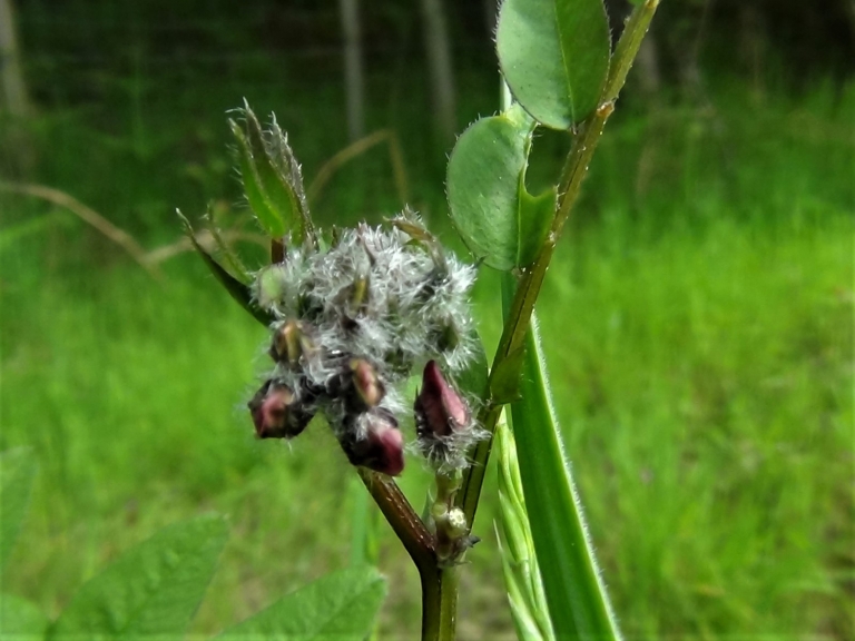 Vetch - Wild Food UK