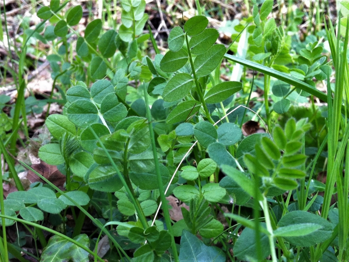Vetch - Wild Food UK