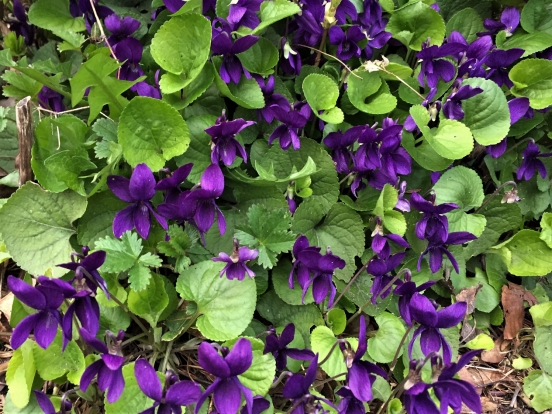 Violet - Wild Food UK