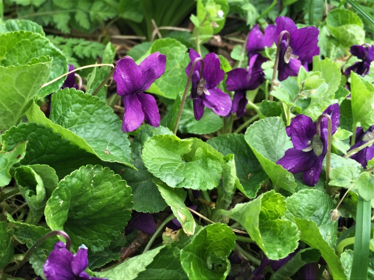 Violet, Wood Violet, Sweet Violet, English Violet, Violata odorata