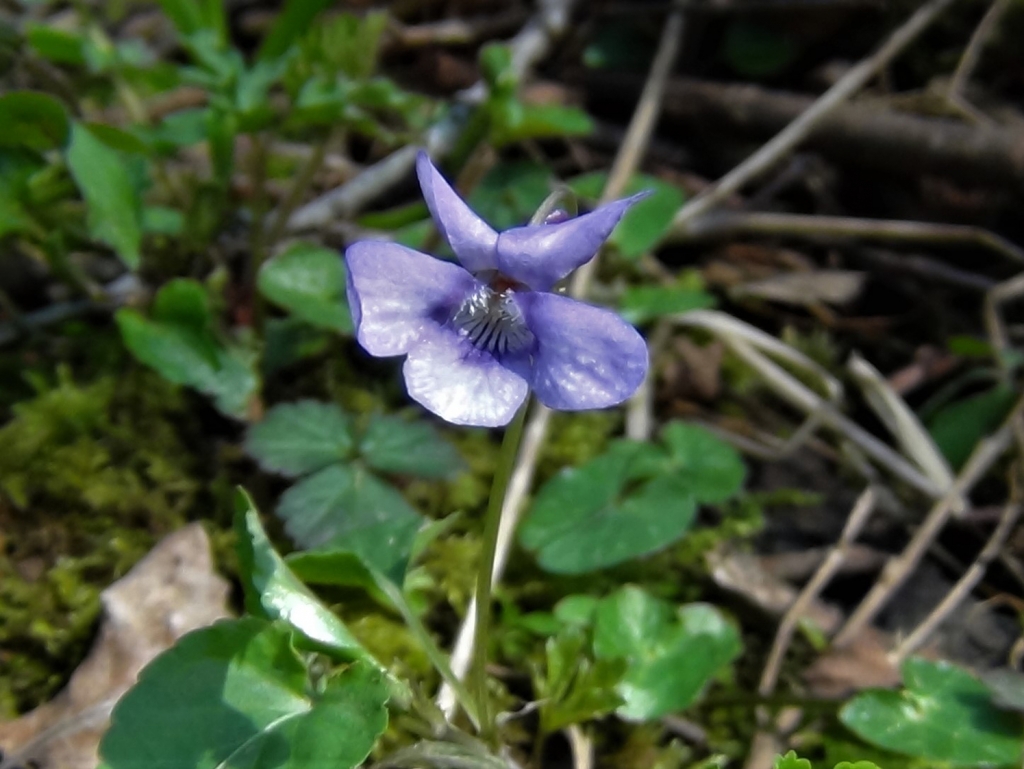 Violet - Wild Food UK