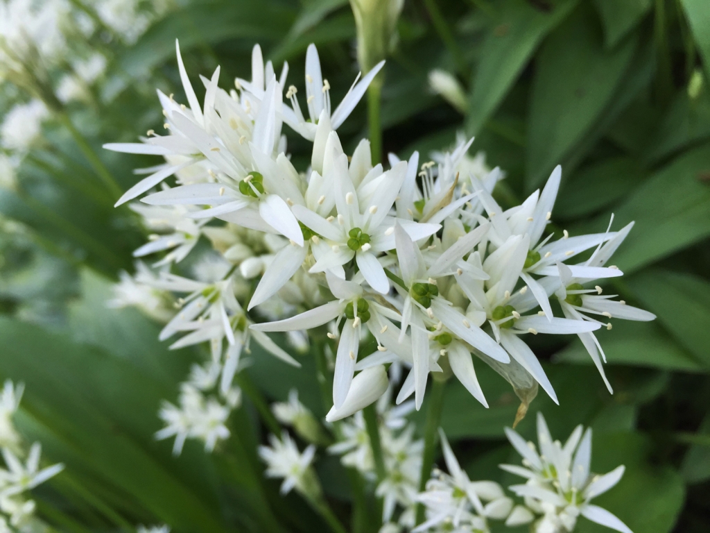 Wild Garlic - Wild Food UK