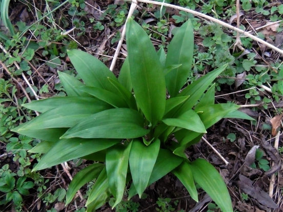 Wild Garlic - Wild Food UK