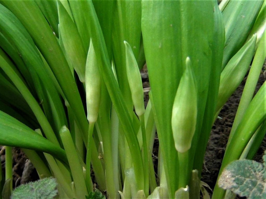 Wild Garlic - Wild Food UK