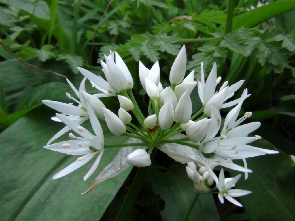Wild Garlic - Wild Food UK