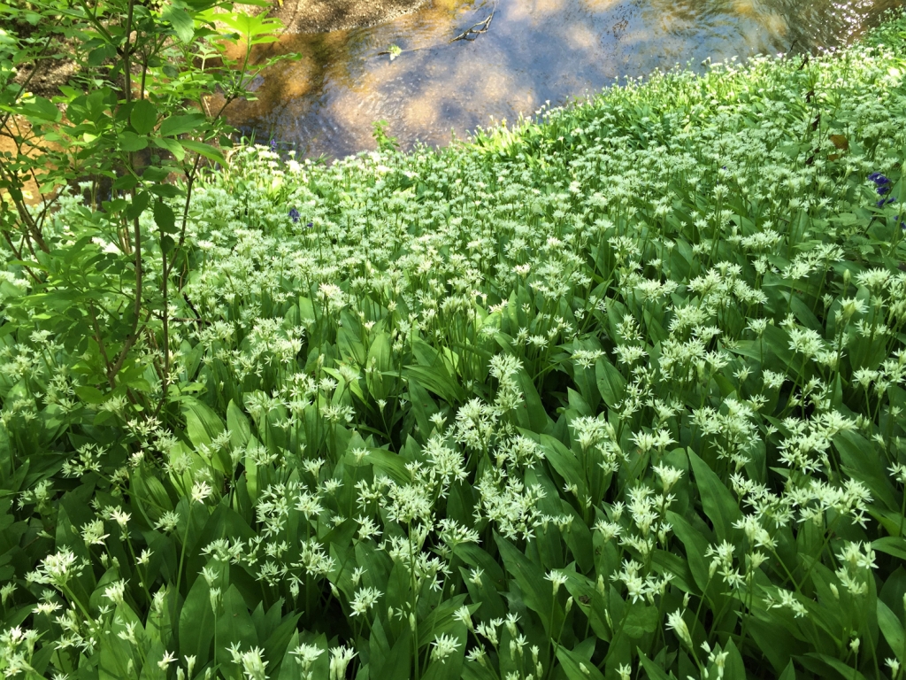 Wild Garlic - Wild Food UK