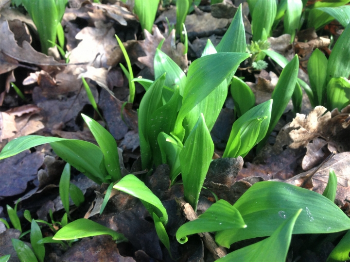 Wild Garlic - Wild Food UK