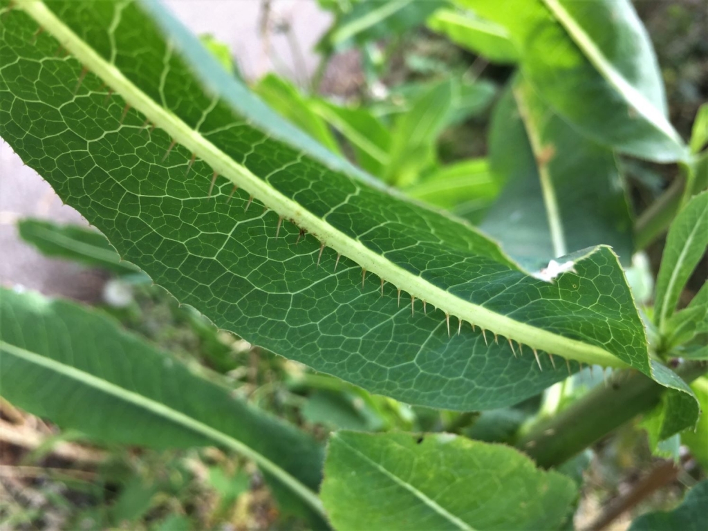 Prickly Wild Lettuce - Wild Food UK