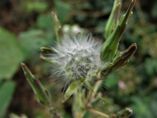 Prickly Wild Lettuce - Wild Food UK