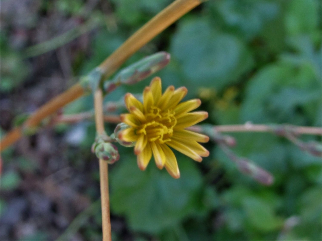 Prickly Wild Lettuce - Wild Food UK