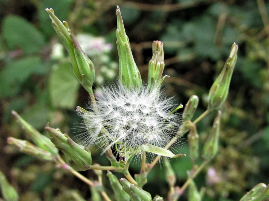 Prickly Wild Lettuce - Wild Food UK
