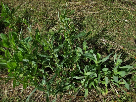 Wild Lettuce, Lactuca virosa