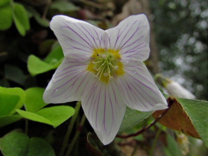 Wood Sorrel - Wild Food UK