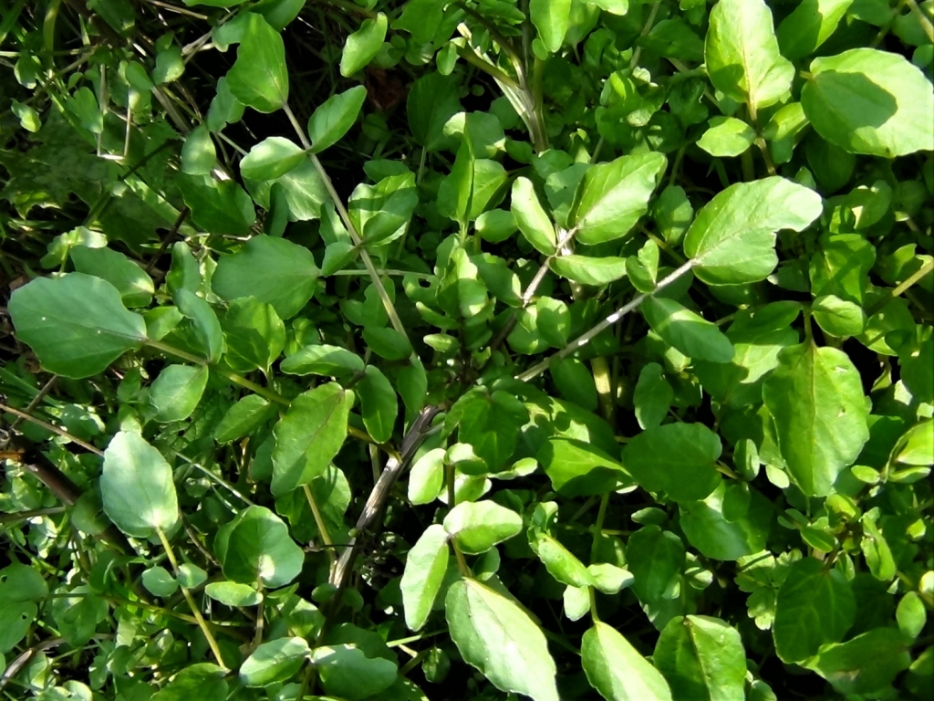 Watercress - Wild Food UK