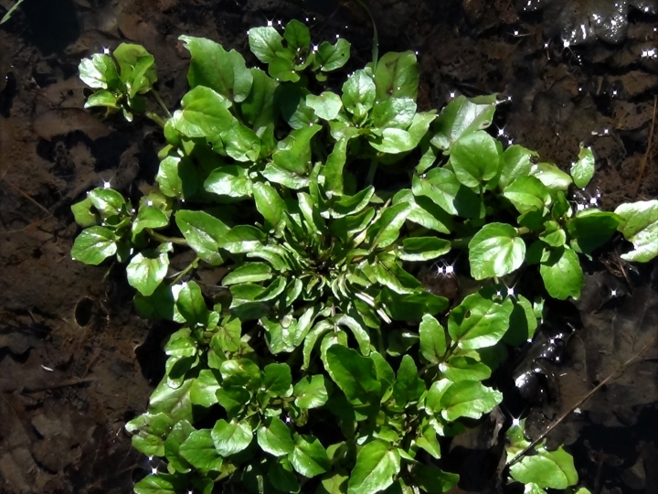 Watercress - Wild Food UK