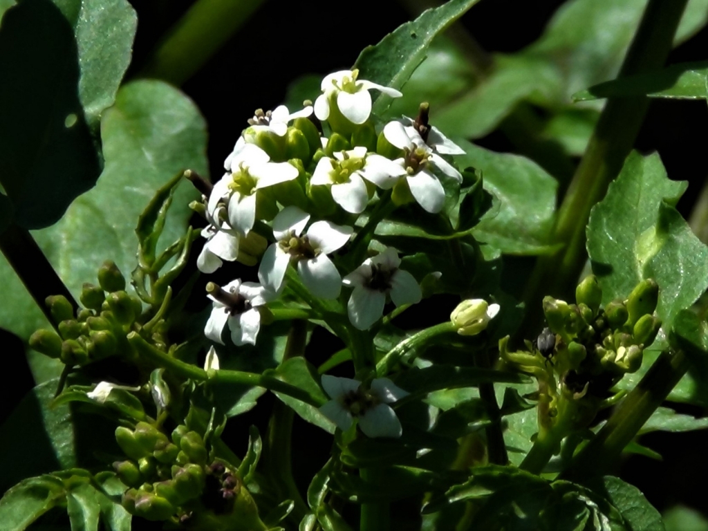 Watercress - Wild Food UK