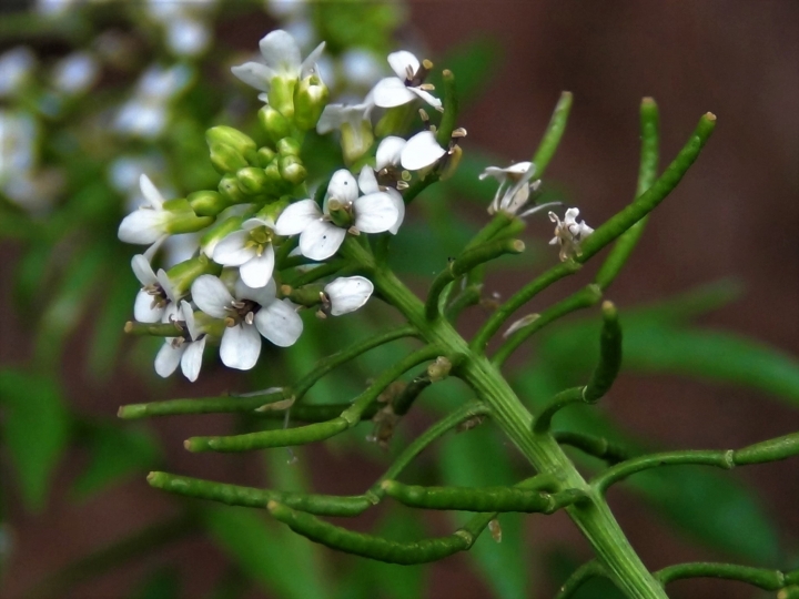 Watercress - Wild Food UK