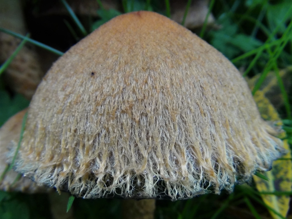 Weeping Widow - Wild Food UK