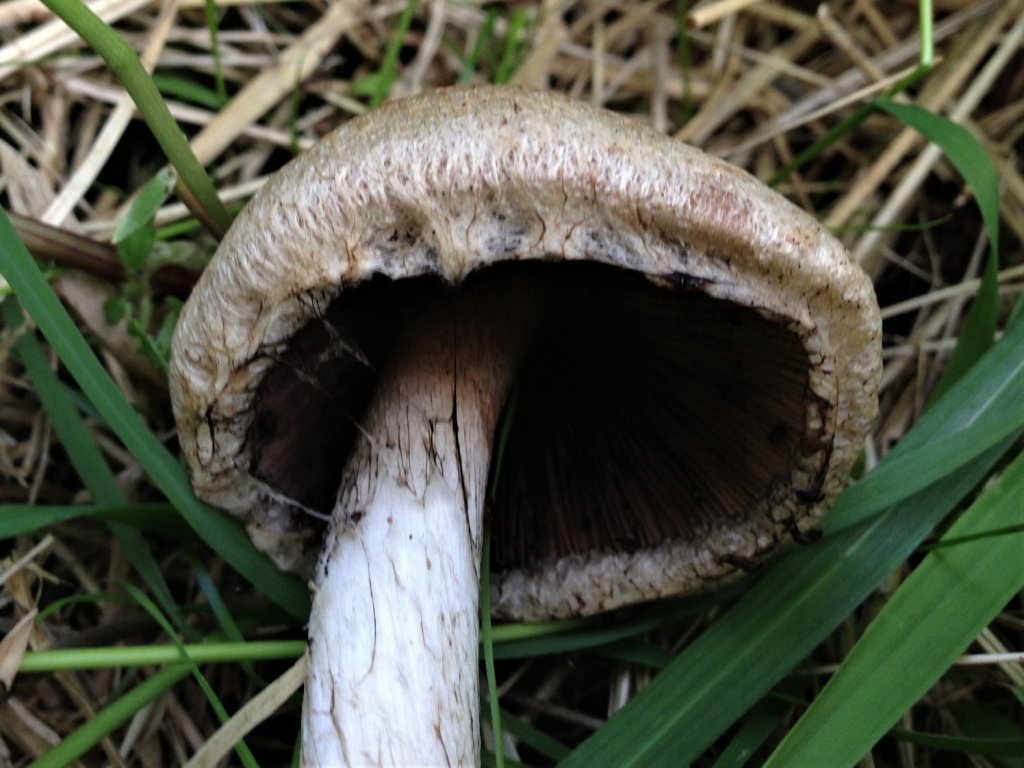 Weeping Widow - Wild Food UK