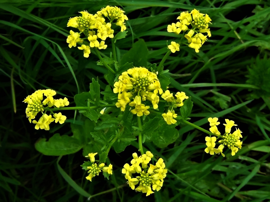 Wintercress - Wild Food UK
