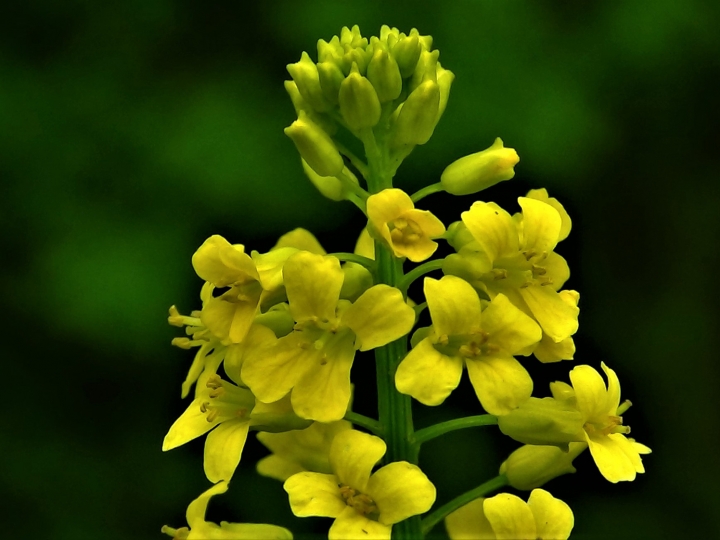 Wintercress - Wild Food UK