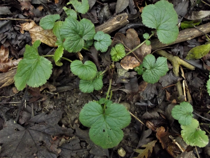 Wood Avens - Wild Food UK