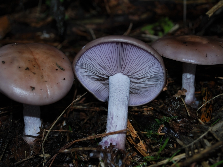 Wood Blewit - Wild Food UK