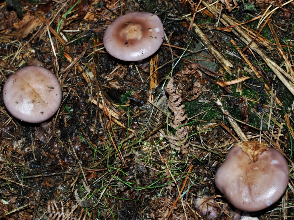 Wood Blewit