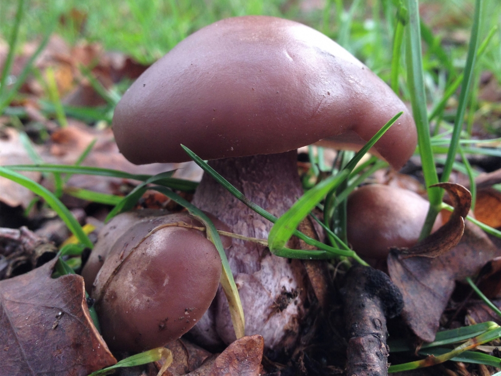 Wood Blewit - Wild Food UK