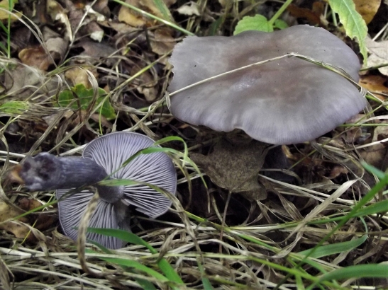 Wood Blewit - Wild Food UK