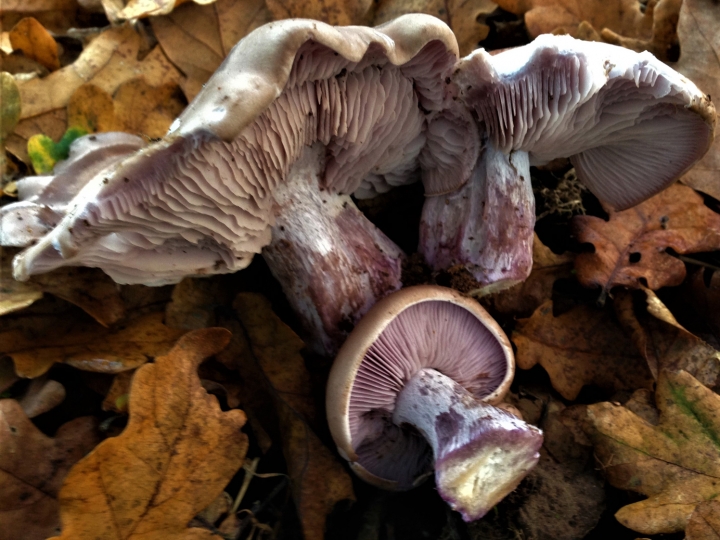 Wood Blewit - Wild Food UK