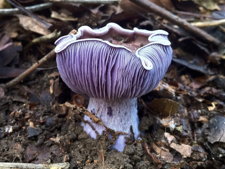 Wood Blewit - Wild Food UK