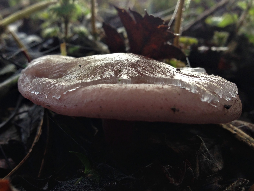 Wood Blewit - Wild Food UK