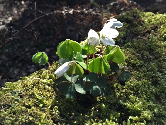 Wood Sorrel - Wild Food UK