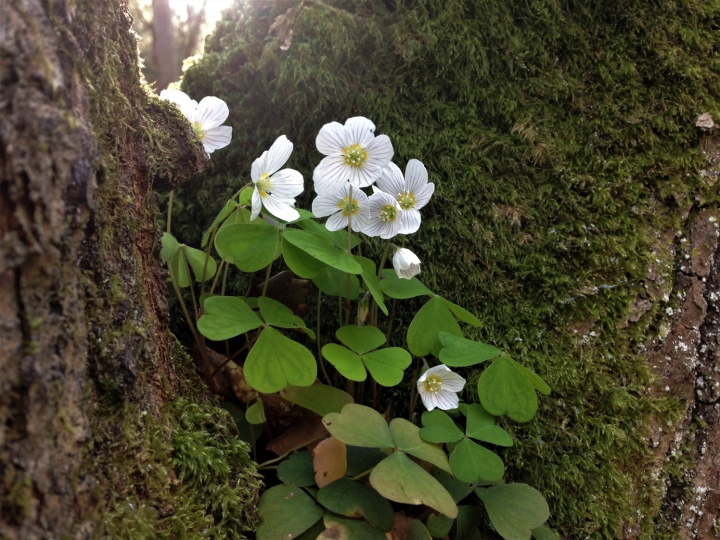 Wood Sorrel - Wild Food UK