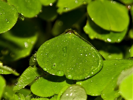 Wood Sorrel, Fairy Bells, Wood Sour, Cuckoo's Meat, Oxalis acetoslla