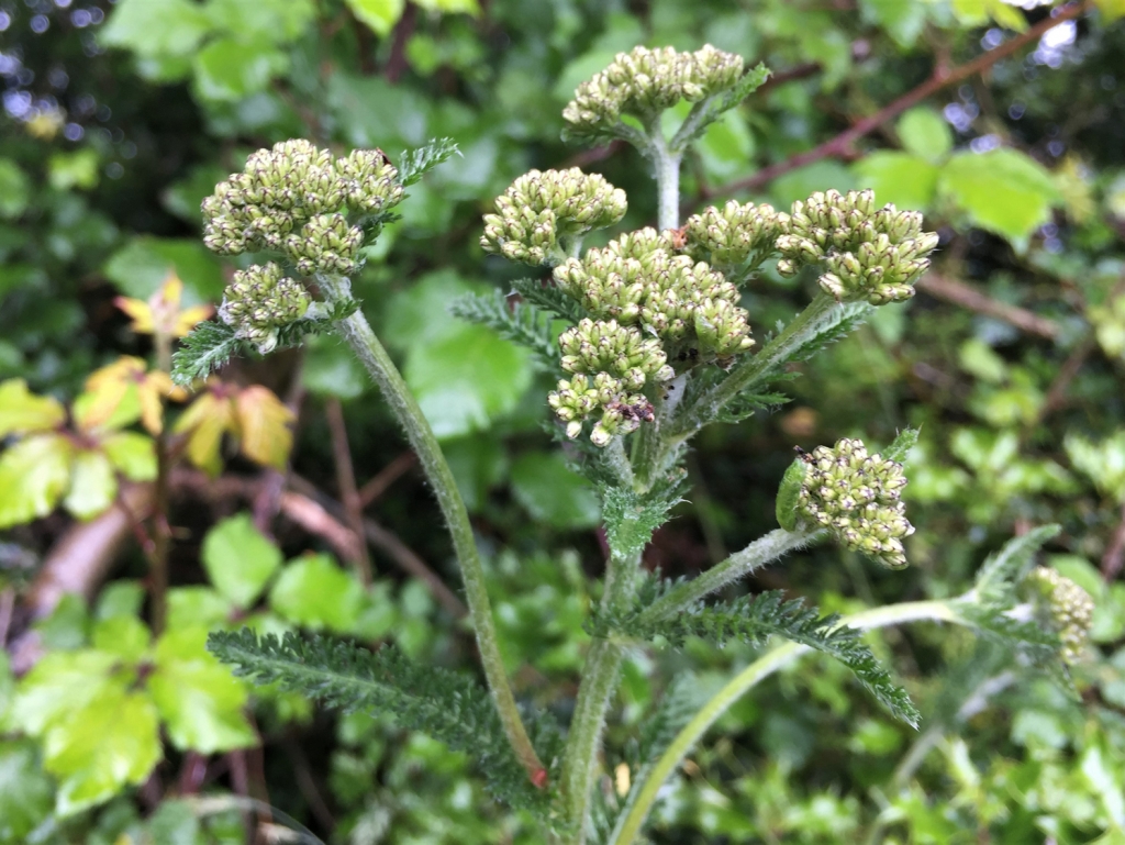 Yarrow - Wild Food UK