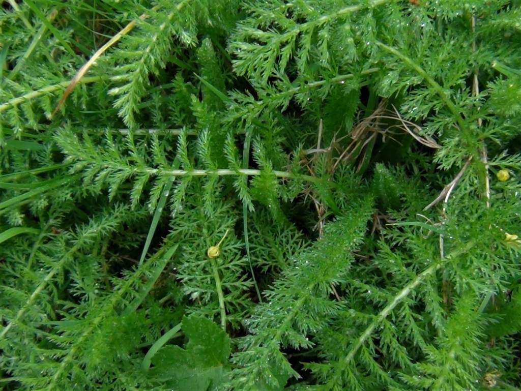 Yarrow - Wild Food UK