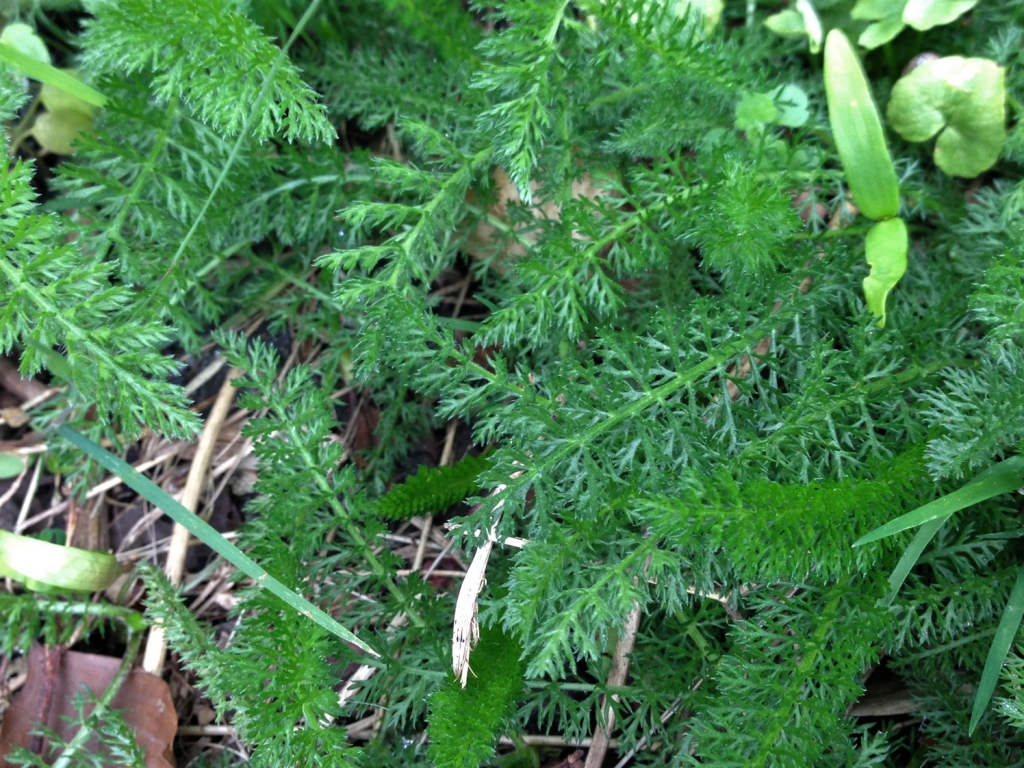 Yarrow - Wild Food UK