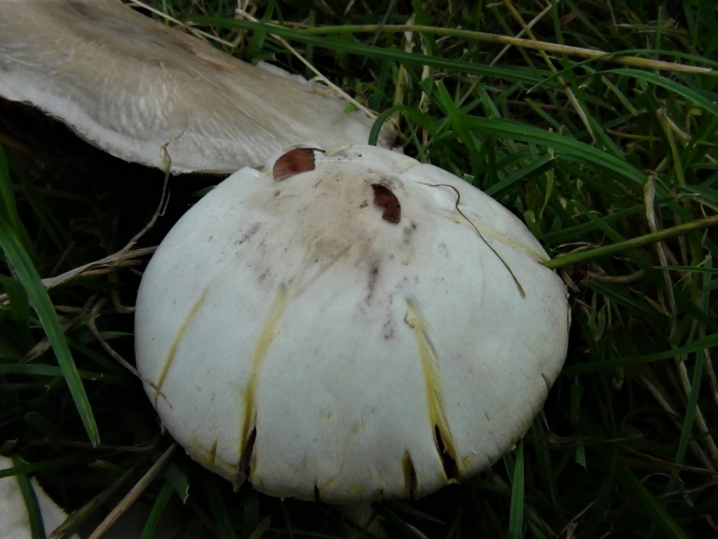 Yellow Stainer - Wild Food UK