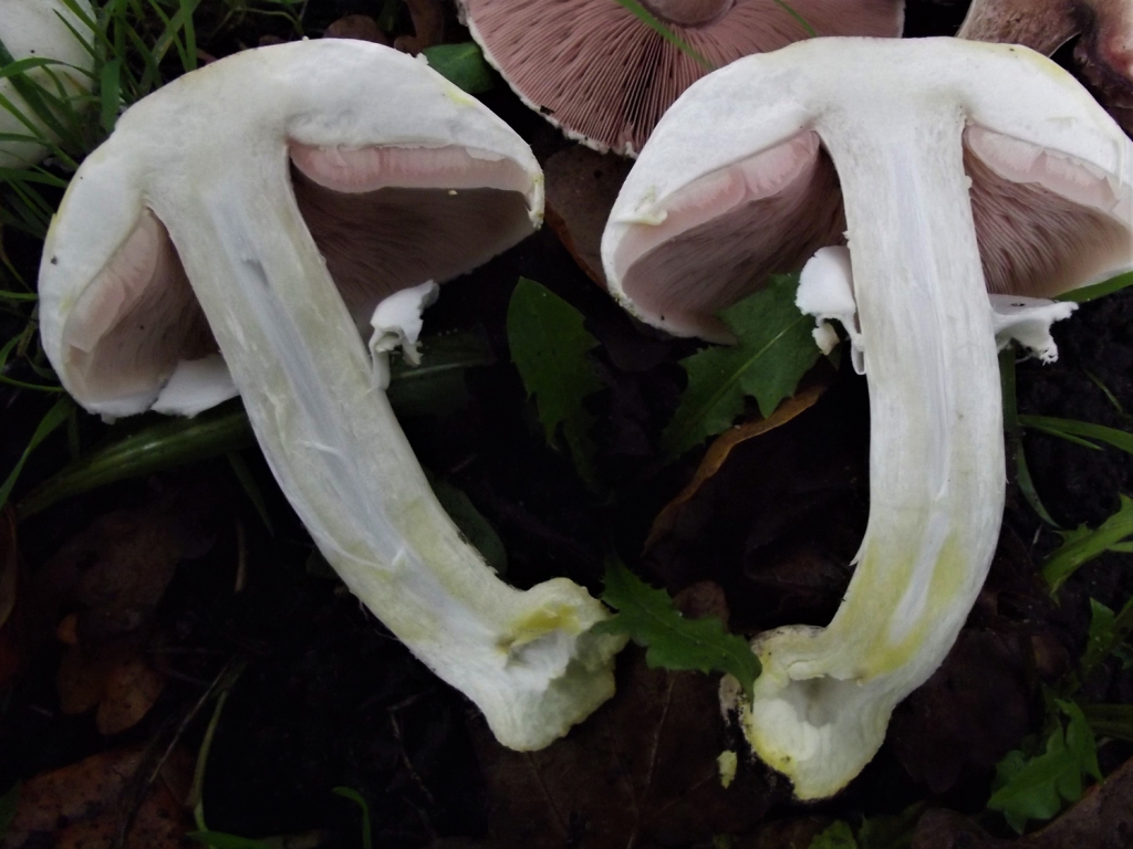 Yellow Stainer - Wild Food UK