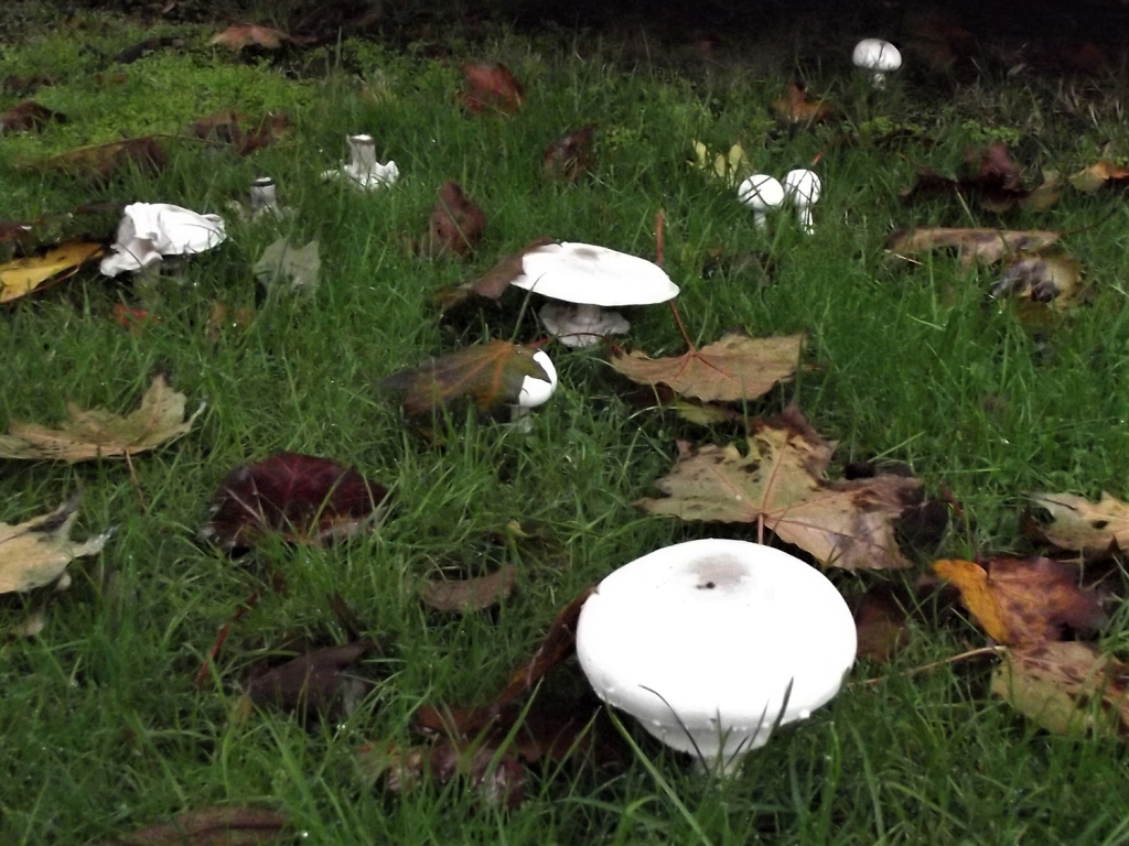 Yellow Stainer - Wild Food UK