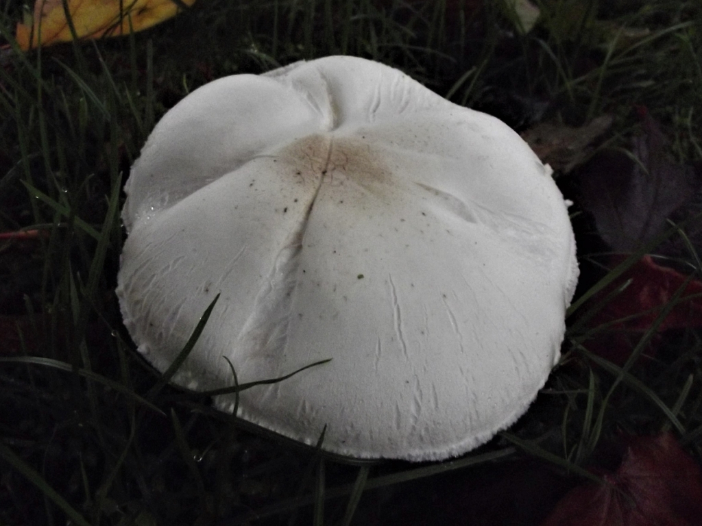 Yellow Stainer - Wild Food UK